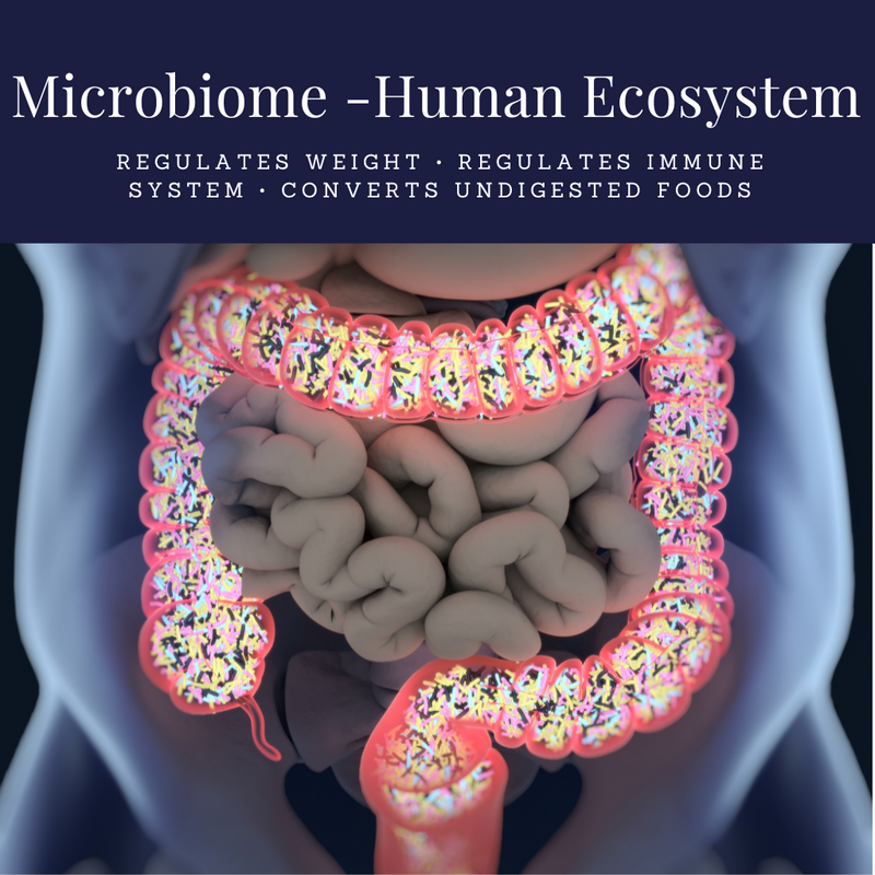 Microbiome - The Human Ecosystem | Immunity Fuel Limited